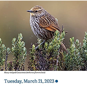 Audubon Birds Page-A-Day Calendar 2023: The World's Favorite Bird Calendar