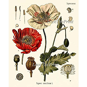 Botanical Flower Set of 4 Art Prints Antique Beautiful Red Rose Poppy Large Black Hollyhock Dandelion Spring Summer Garden Home Room Wall Decor Unframed KOH