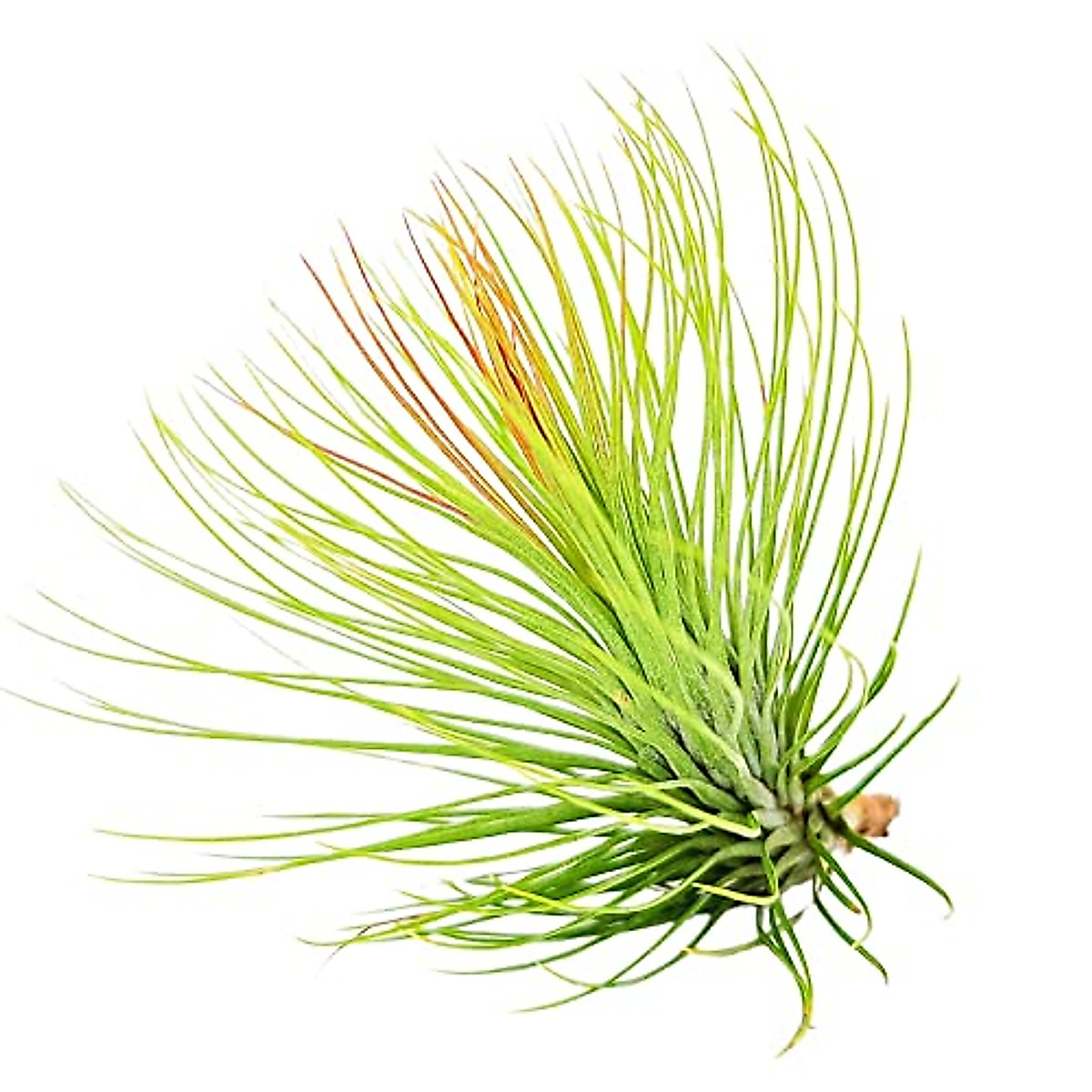 The Drunken Gnome AIR Plants – Andreana – 3 Pack - air Purifying Flowering Tillandsia for Terrarium, Fairy Garden Starter kit, Home Office, Indoor Outdoor, Corporate Gift (3 Pack)