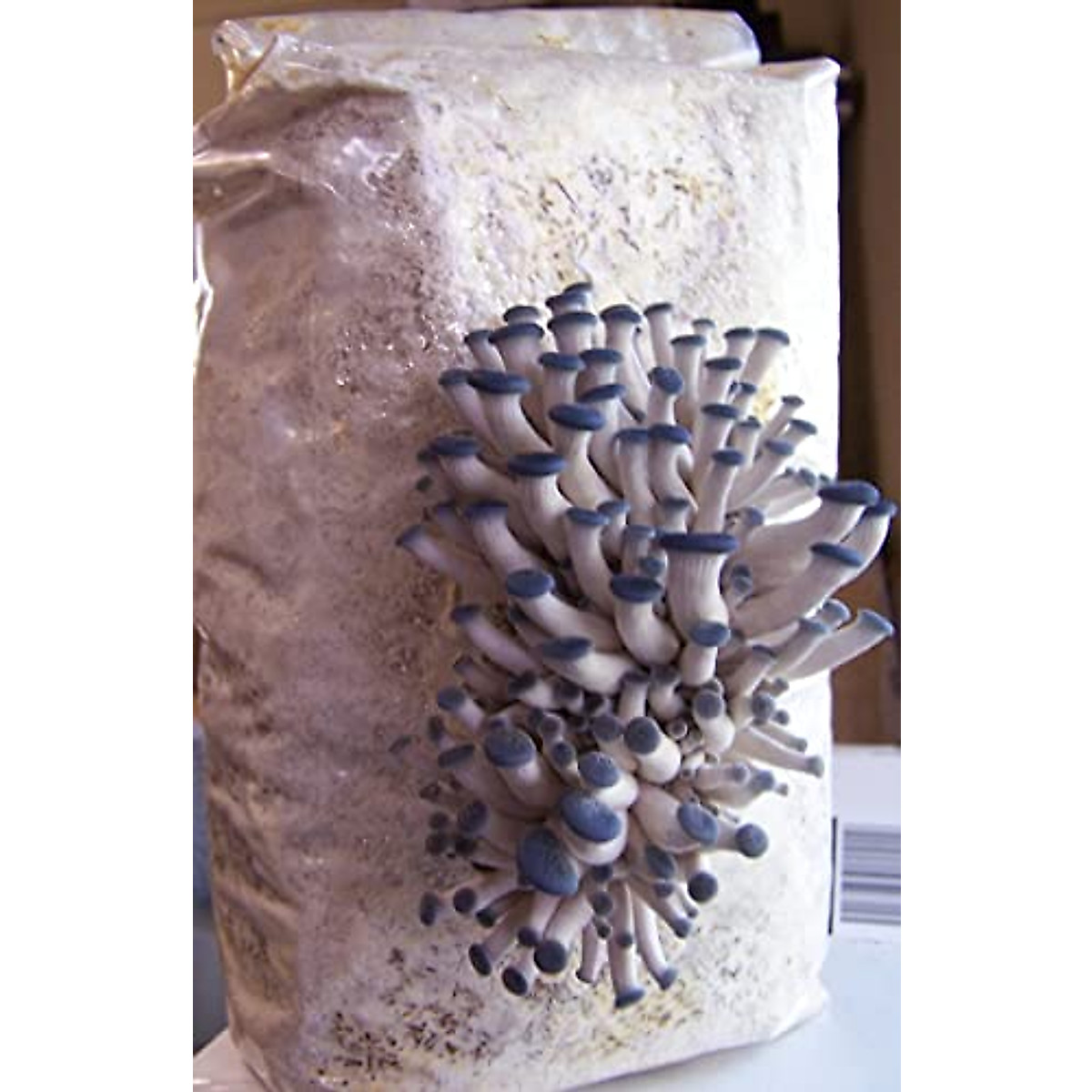 Organic Blue Oyster Mushroom Growing Kit