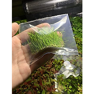 Marcus Fish Tanks - 3X Dwarf Hair Grass Eleocharis Parvula Live Aquarium Plants Carpeting Plant for Aquatic Freshwater Fish Tank