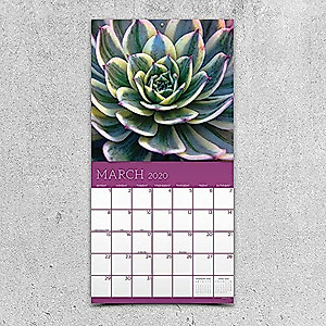 2020 Succulents Wall Calendar