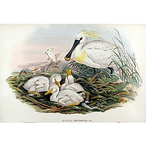 [Spoonbill] Platalea Leucorodia