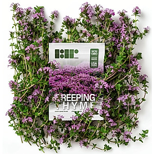 1,000 Creeping Thyme Seeds for Planting - Heirloom Non-GMO Ground Cover Seeds - AKA Breckland Thyme, Mother of Thyme, Wild Thyme, Thymus Serpyllum - Purple Flowers