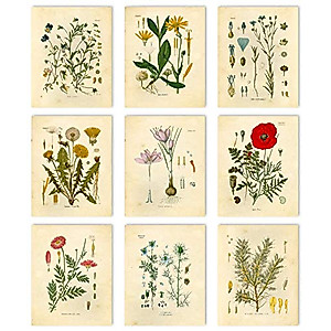 Vintage Botanical Prints | Wildflower Wall Art by Ink Inc. | Farmhouse Decor | Boho Design | Set of 9 8x10 Unframed