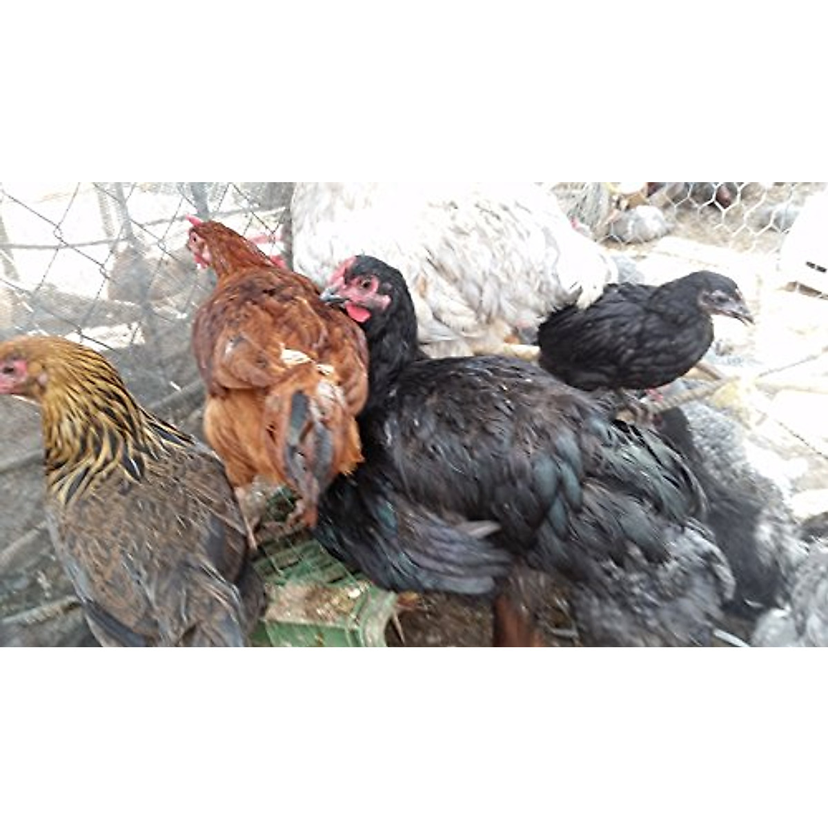 6 Fertile Chicken Hatching Eggs