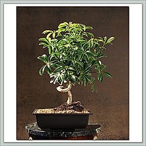 Indoorbonsaiexotics Small Coiled Umbrella Beginner Bonsai Tree (Indoors)