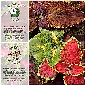 Seed Needs, Rainbow Blend Coleus Seeds for Planting (Coleus blumei) Heirloom & Open Pollinated, Prefers Partial Shade