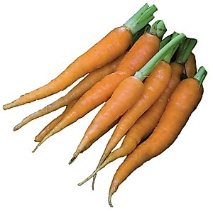 Burpee Little Finger Carrot Seeds 3000 seeds