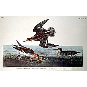 Hyperborean Phalarope. From"The Birds of America" (Amsterdam Edition)