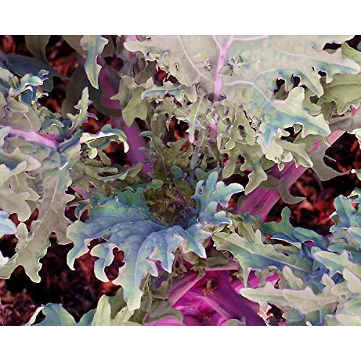 1000+ Kale Mixed Seeds, This is a Mix!!! Dwarf Blue Curled, Lacinato Dinosaur, Siberian Dwarf, Russian Red, Heirloom Non-GMO USA Grown