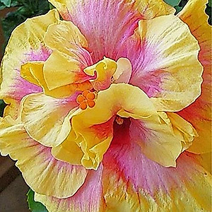 QAUZUY GARDEN 10 Seeds Double Pink Yellow Hibiscus Seeds for Planting- Hardy Exotic Perennial Garden Flower Seeds-Easy to Grow & Maintain