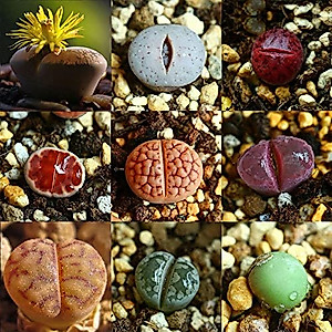 ROGERSEED 1000+ Mixed Rare Lithops Seeds - Succulent Cactus Seeds Planting for Garden Bonsai - Non-GMO