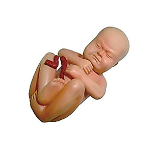 Anatomy Model of Human Internal Organs—Anatomical Model of Human Pregnancy and Pregnancy Organs—37 Parts—Science Education