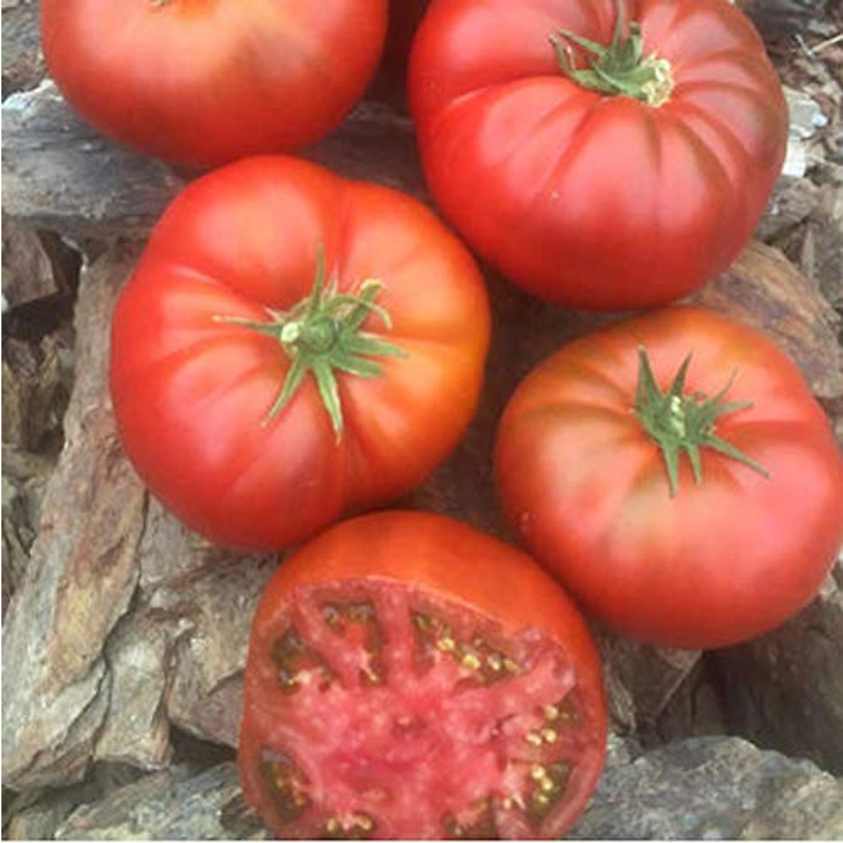 David's Garden Seeds Tomato Slicing Determinate Tasmanian Chocolate 4328 (Red) 25 Non-GMO, Heirloom Seeds