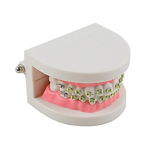 Dental Adult Typodont Demonstration Teeth Model Orthodontic Model Teeth Teach Study Model with Brackets