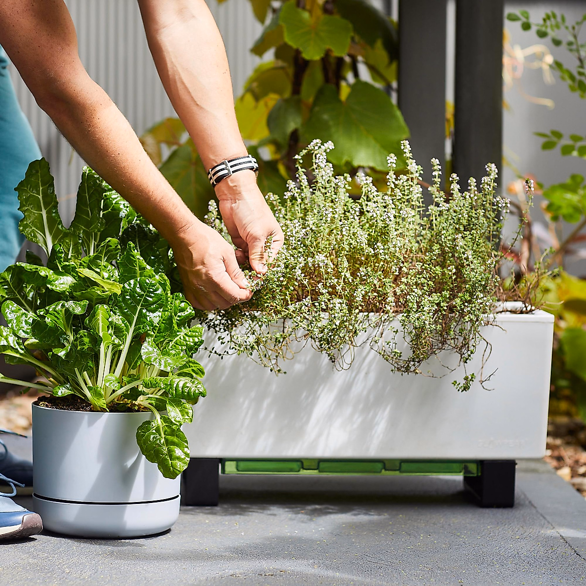 Glowpear Self Watering Planter Box - 23.6", White - UV Stable, Scalable Plant Pot with Water Gauge, Indoor Outdoor for Vegetables, Flowers, Herbs, and Succulents, Gardening