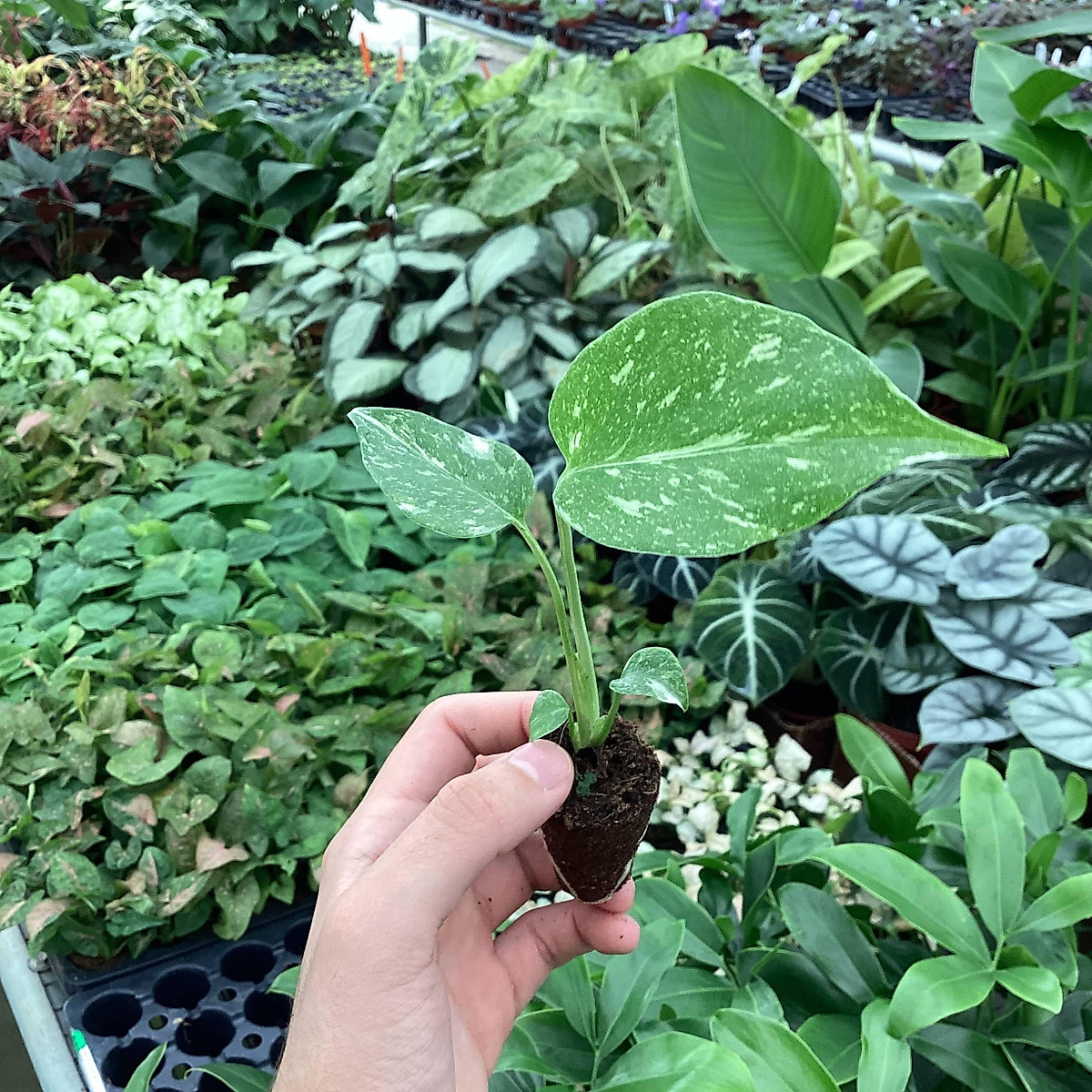 Monstera Thai Constellation Starter Plant