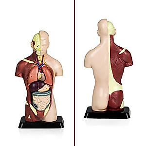 Vision Scientific VAT105 Sexless Human Torso | 7 Removable Parts | Displays Respiratory, Circulatory, Digestive, Nervous, Urinary System, and Musculature | Instruction Manual Included
