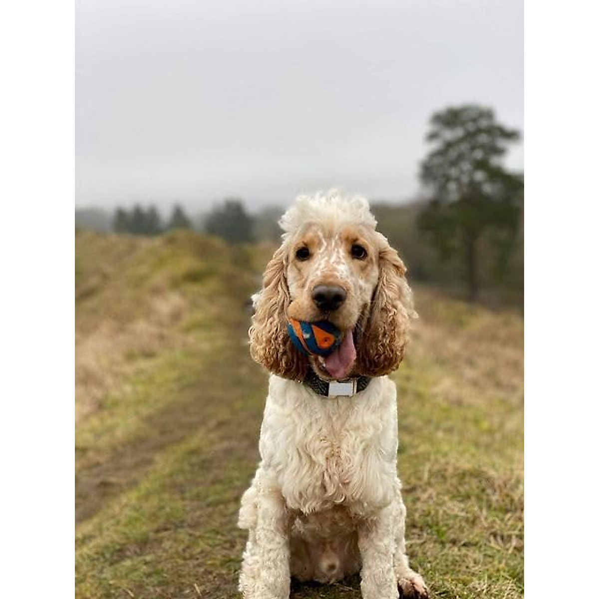 Chuckit! Ultra Squeaker Ball Dog Toy, Medium (2.5 Inch) 2 Pack, for Large Breeds, Blue, Orange