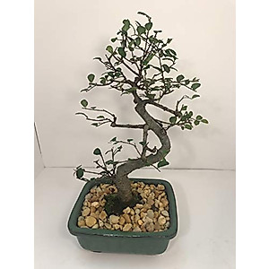 Bonsai Tree ELM (S Shaped) with Ceramic Pot 8 Years Old