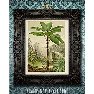 Verschaffeltia Splendida Palm Botanical Illustration - 11x14 Unframed Art Print - Makes a Great Wall Decor for Bathrooms and Bedrooms Under $15