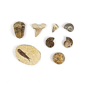 Museum Quality Fossil Collection Kit Featuring Dinosaur Fossils, Ammonites, Trilobite, Shark Tooth, Urchin and Fish Fossil - Collectors Edition Paleontology Set