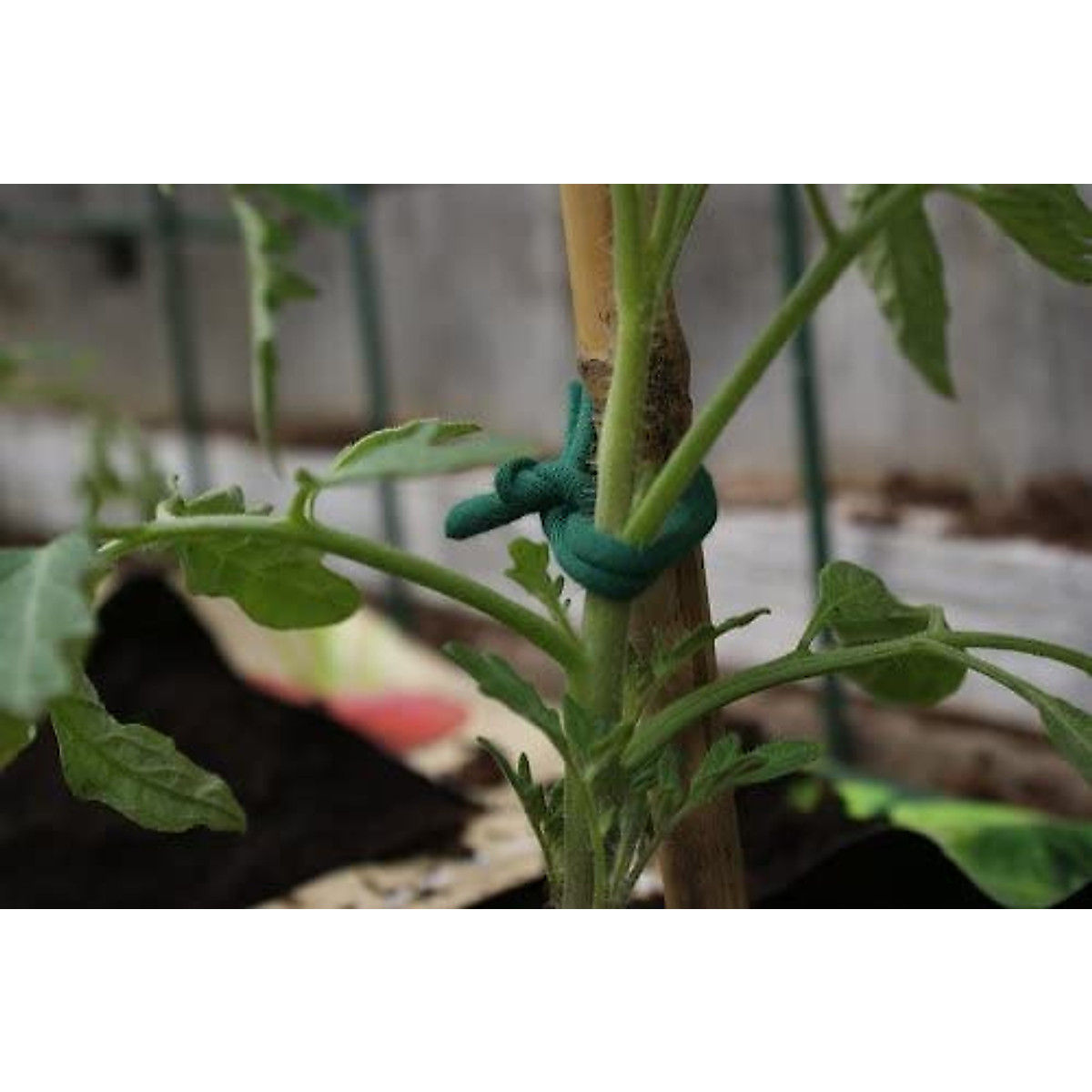 Biostretch Soft Plant Ties for Climbing Plants (Stretchy Green Garden Twine and Plant String - Olive Bio Roll X 1)