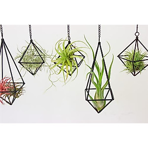 SZRUIZFZ Black Metal Air Plant Hanger, Tillandsia Air Plants Holders Unique, Modern Air Fern Display Stand with Chains for Home Wall Decor,Octahedron Himmeli Geometric Decor, Home Decor Gifts (6Pcs)