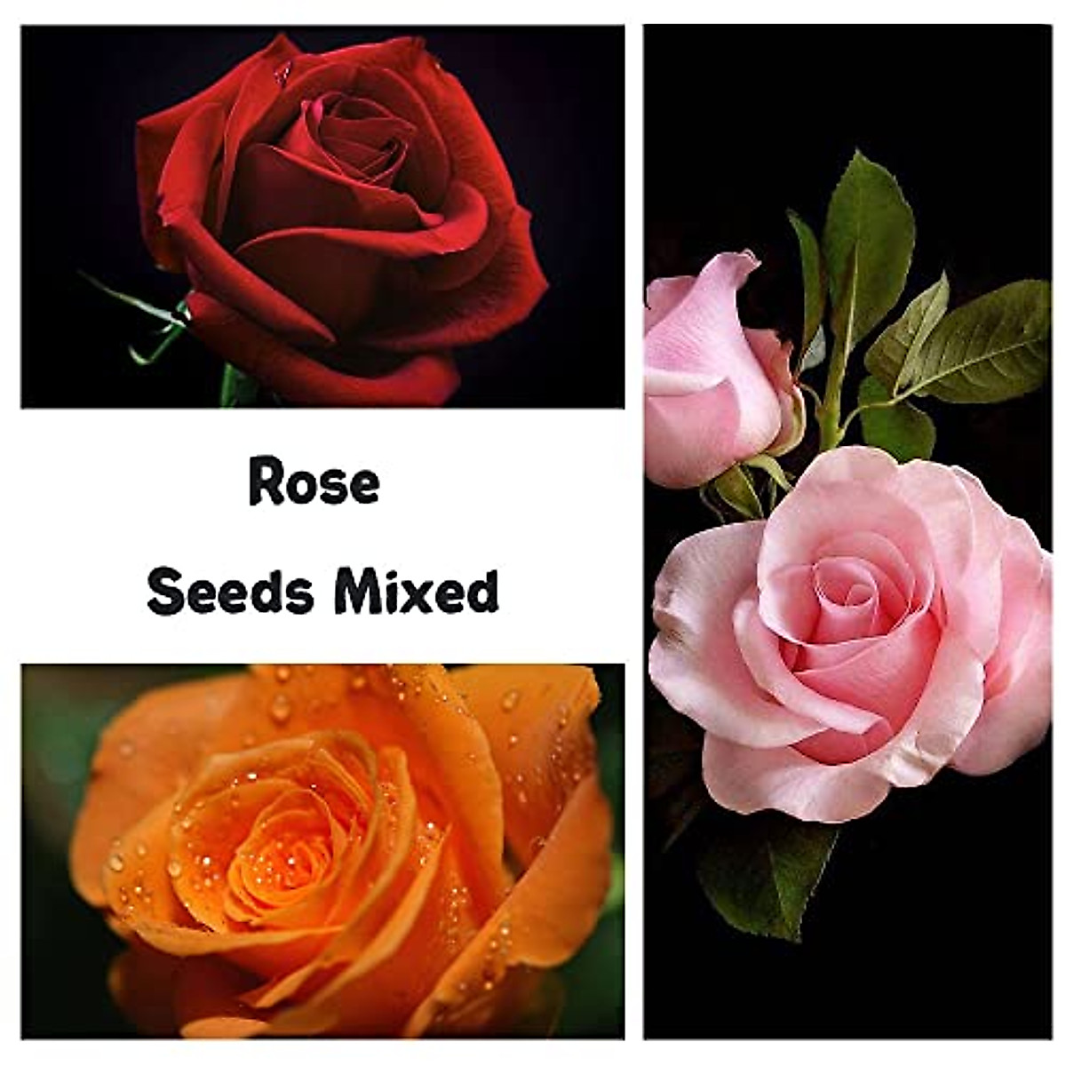 500+ Mixed Rare Rose Seeds Multicolored Flower Non-GMO Heirloom Garden Home for Planting to Grow