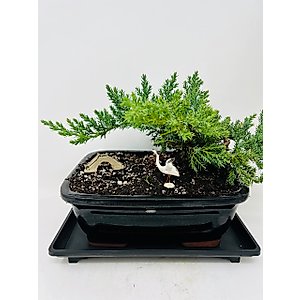 Juniper Bonsai Tree with Black Through 8" Rectangle Ceramic Vase