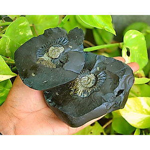 Shiva Lingam Shop 3.5"X3"Shaligram, Religious Gifts, Sudarshan Saligram Stone,Natural Shaligram Fossilized Shell, Iconic Symbol of The God Vishnu -I-6026