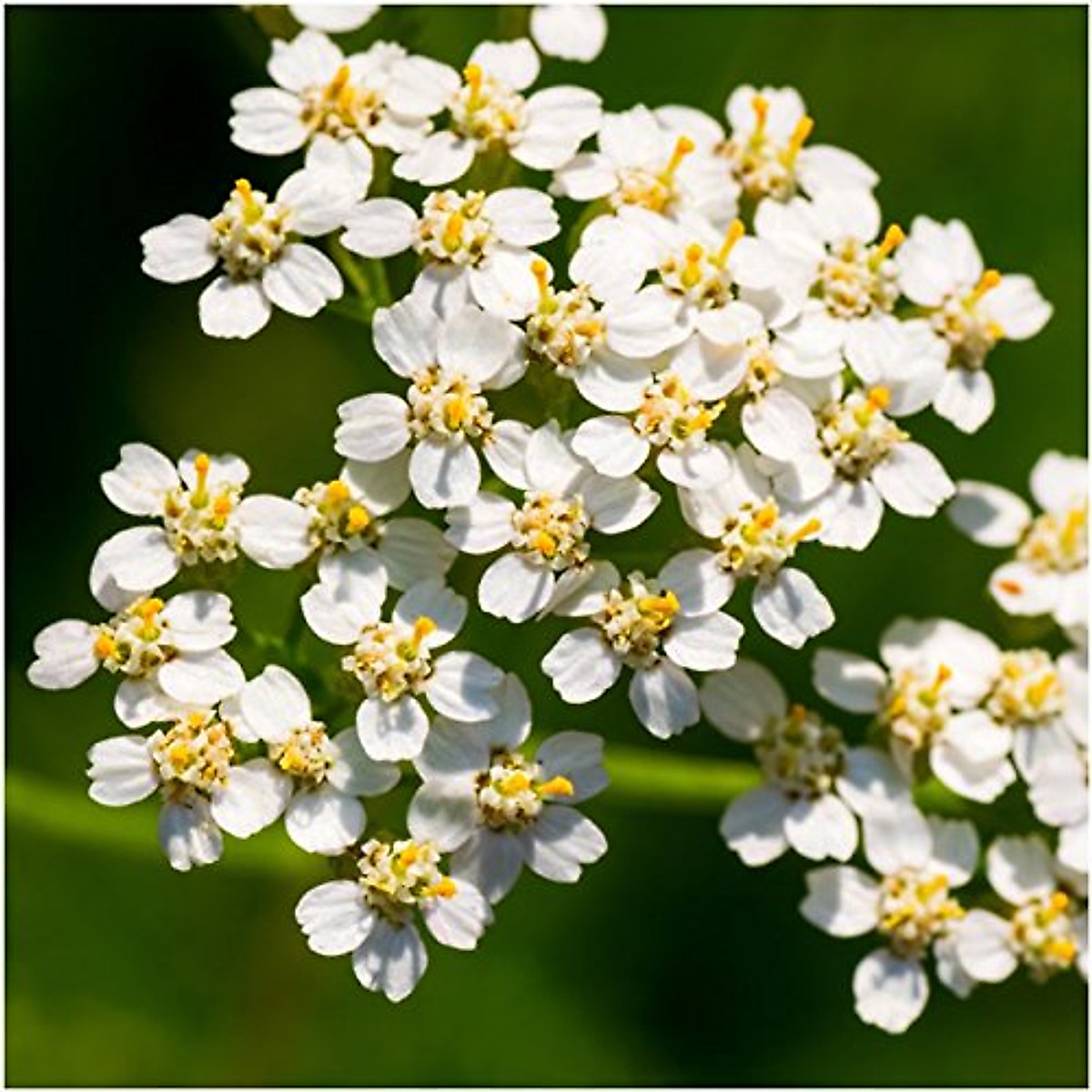 Seed Needs, Large 2.1 Ounce Package of 30,000+ All Perennial Wildflower Seed Mixture for Planting (99% Pure Live Seed Butterfly Attracting - NO Filler) 16 Species Varieties Perennial - Bulk