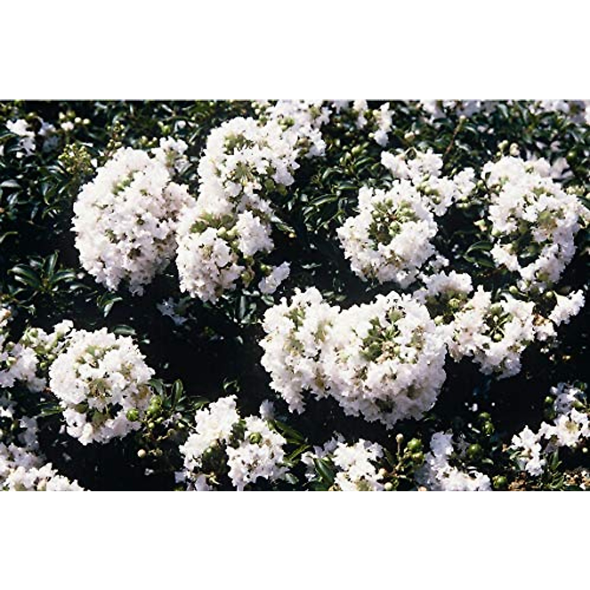 1195-Dwarf White Crape Myrtle (Lagerstroemia Indica) Seeds by Robsrareandgiantseeds UPC0764425788447 Non-GMO,Organic,USA Grower,Bonsai,Showy, Butterfly Flower,1195 Package of 10 Seeds