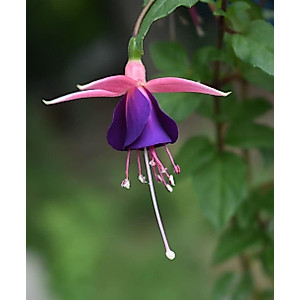 Purple Pink Fuchsia Flower Seeds Perennial Home Plant - 100 Pcs