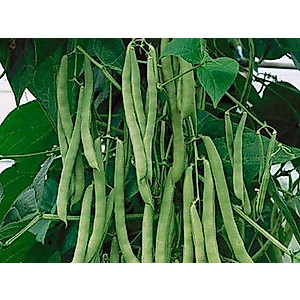 20+ Blue Lake 274 Bush Bean Seeds for Planting Heirloom Non GMO 7 Grams of Seeds Garden Vegetable Bulk Survival