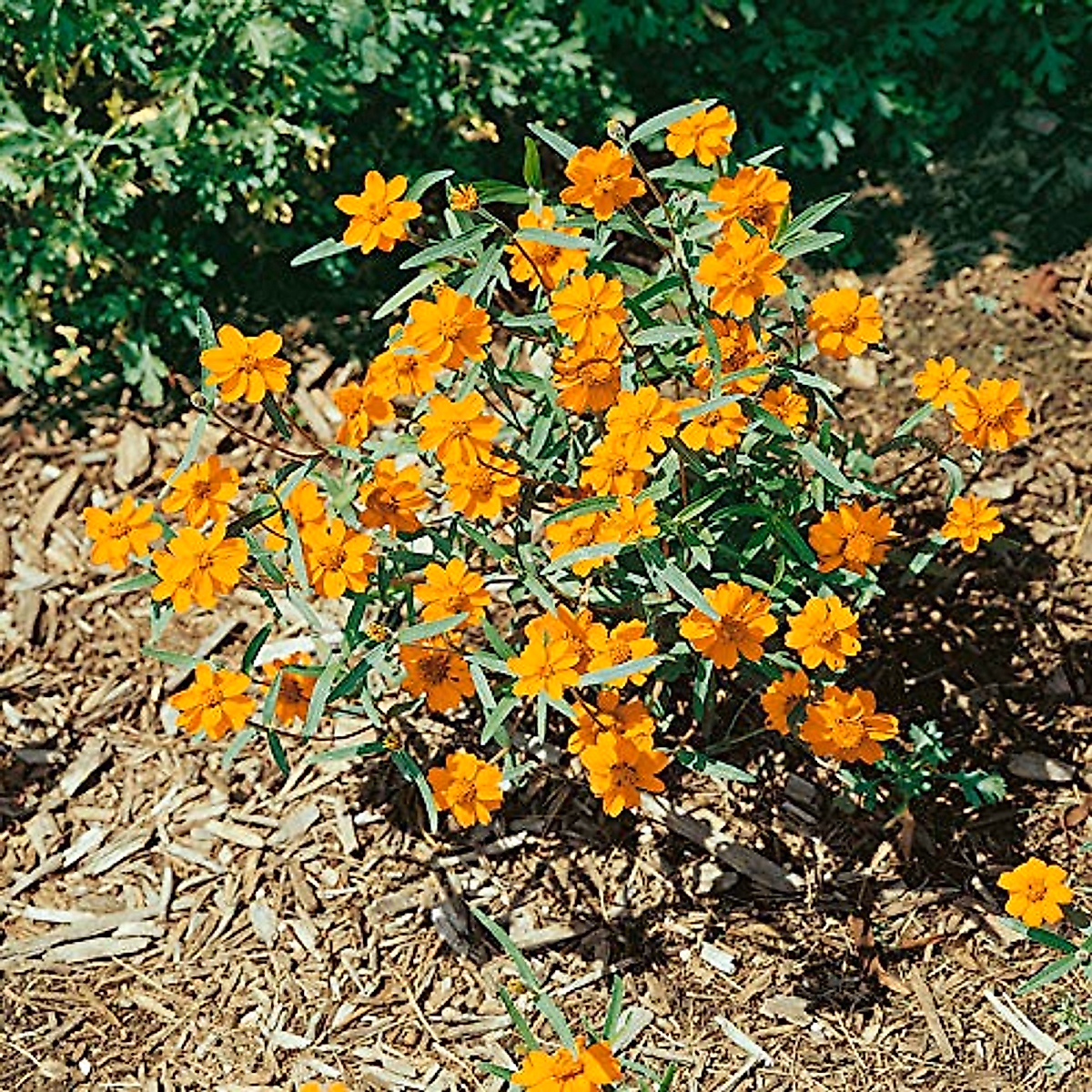 Outsidepride Zinnia Star Orange Heat & Drought Tolerant Garden Cut Flowers - 250 Seeds