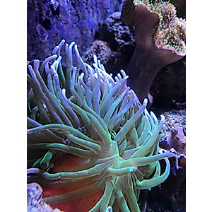 Seachem Reef Calcium 500ml