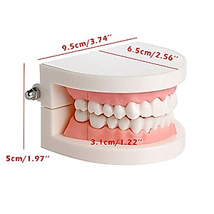 Brigedental Dentures Dental Teeth Teaching Model Adult Gums Standard Demonstration Tool for Kindergarten Brushing Teaching