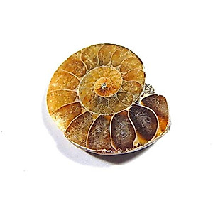 Phoenix888 XUETZALCOATL Sacred Maadhavah Sudarshan Shaligram from Kali Gandaki 1 pcs