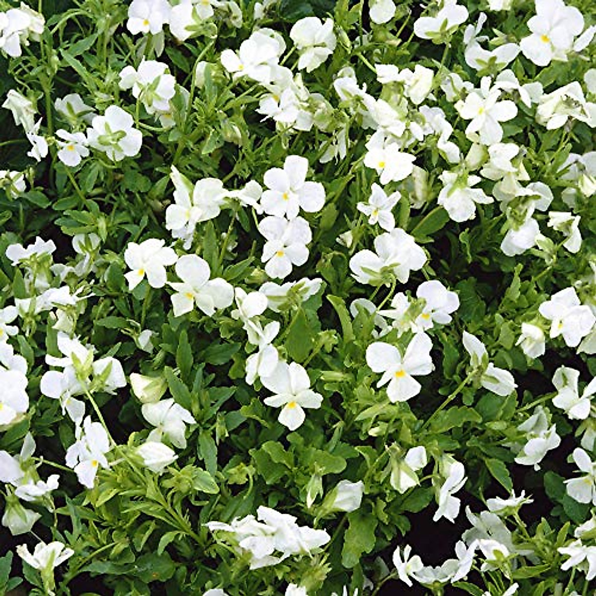 Outsidepride Viola White Perfection Garden Flowers for Containers, Hanging Baskets, & Window Boxes - 1000 Seeds