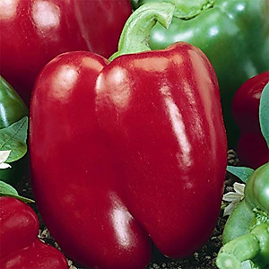 David's Garden Seeds Pepper Bell Keystone Giant 1188 (Red) 25 Non-GMO, Heirloom Seeds