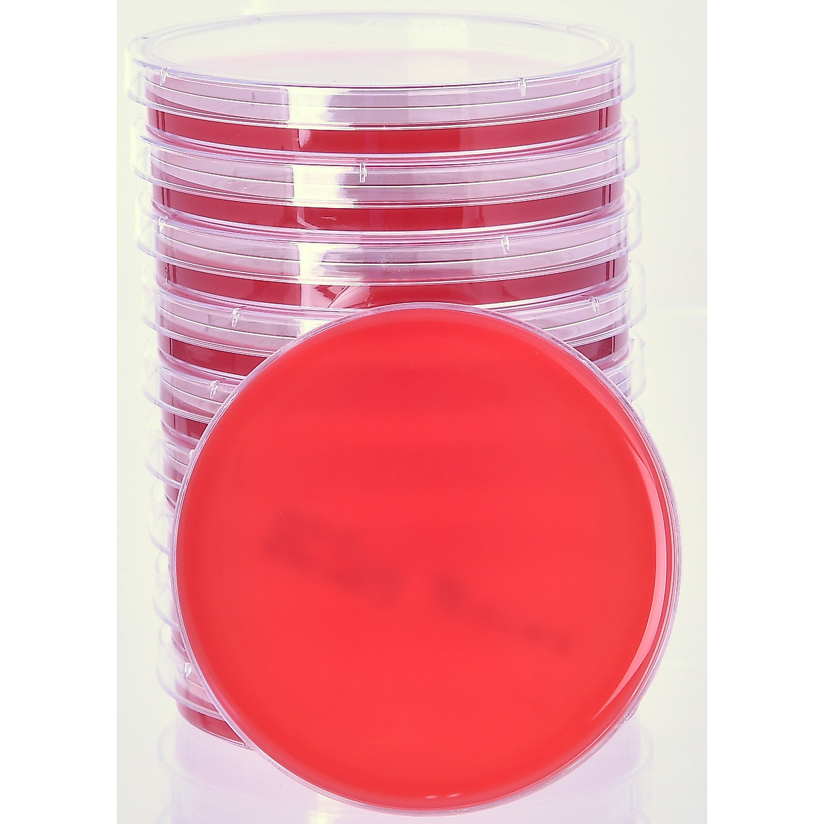 Blood Agar Plate, 5% Sheep Blood in Tryptic Soy Agar (TSA) Base, 15x100mm Plate, Order by The Package of 100, by Hardy Diagnostics