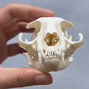 ZCZC Taxidermy Real Animal Skull, Animal Bones Real for Craft, Skull Decoration for Home, Specimen Collectibles Study, Special Gifts (Cat Skull)