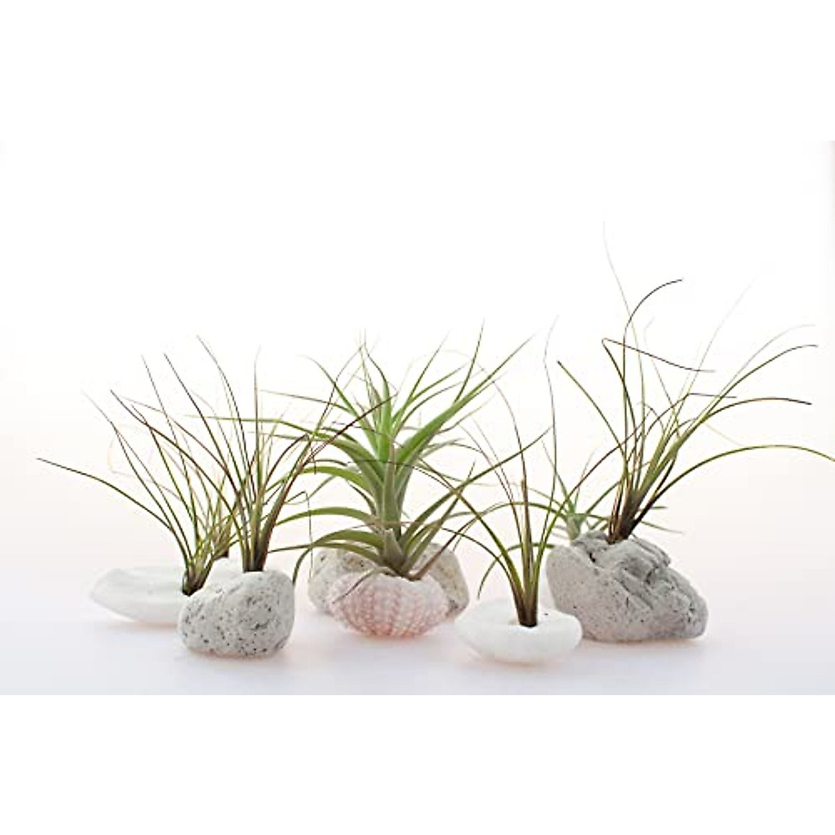 Air Plant Low Light House Plants Box (8PK) Tillandsia Air Plants Live Houseplants Live Indoor Plants Live Succulents Plants Live Terrarium Plants Live, Air Plant Holder Airplant Kit by Plants for Pets