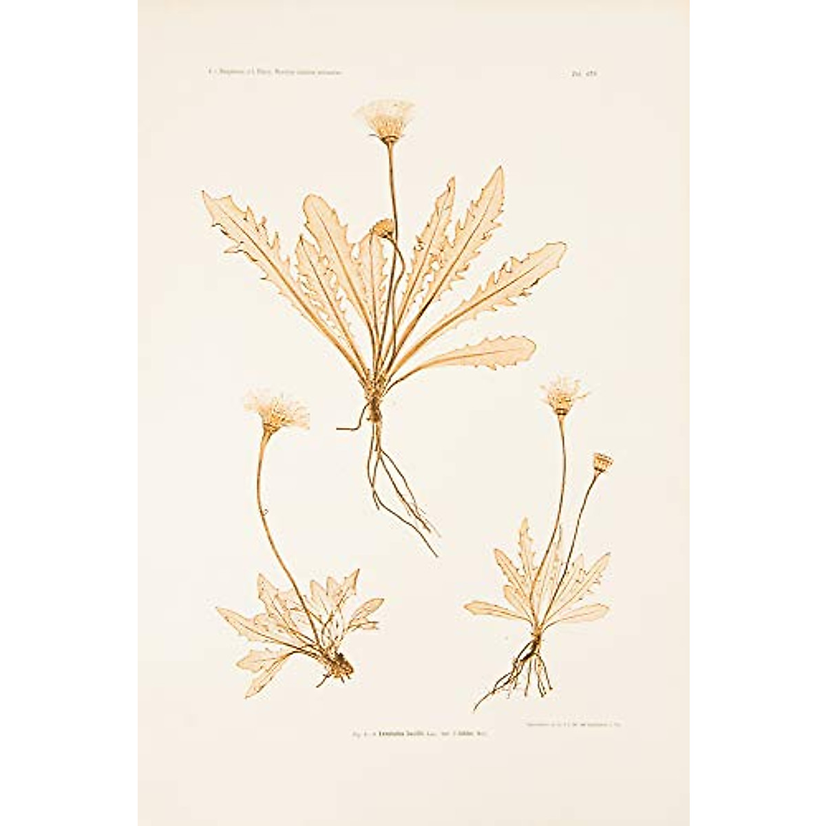 Leontodon hastilis var. ß dubius