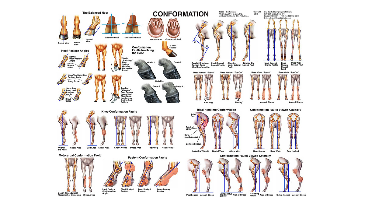 Equine Conformation Chart for Horse Education