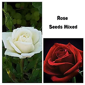 500+ Mixed Rare Rose Seeds Multicolored Flower Non-GMO Heirloom Garden Home for Planting to Grow