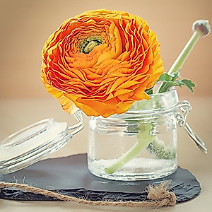 Ranunculus asiaticus Tecolote 'Gold' Persian Buttercup Flower Bulbs (10 Pack) - Orange & Yellow Blooms, Professionally Grown for Gardening & Planting from Easy to Grow
