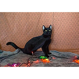 Pet Costume Halloween Cat Bat Costume Dog Bat Clothes Purple Black Bat Wings Pet Cosplay Costumes for Small Cats Puppy Dogs, Cat Dog Dress Up Accessories Halloween Party Pet Holiday Decorations